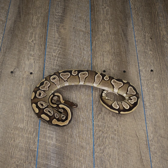 Mystic/Mojave Het Pied Ball Python by East Valley Exotics LLC