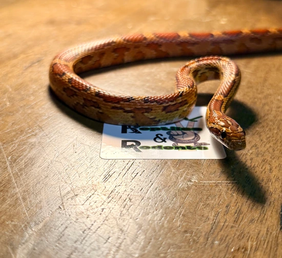 Classic Het Scaleless Corn Snake by Zynsational Reptiles & Rodents