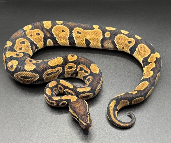 Het Lavender Albino 66% Het Pied Ball Python by Ejd Superior Reptiles