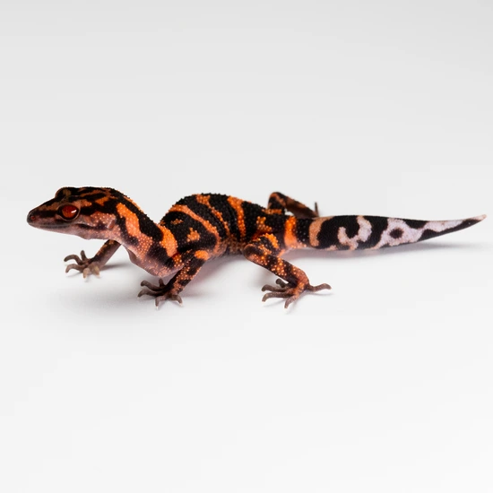 Japanese Cave Gecko ( G. Orientalis ) by Cave Kid Geckos
