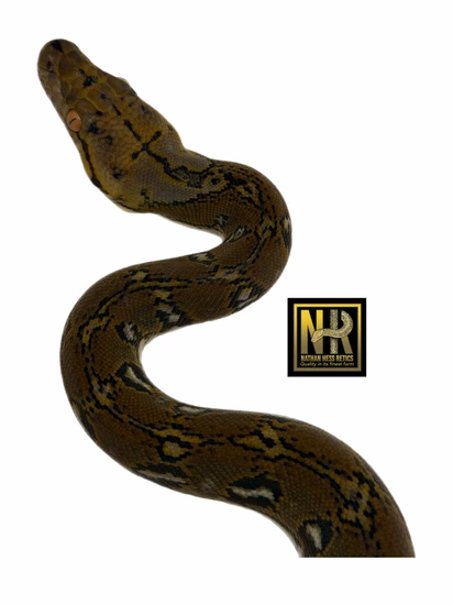 Aztec 50% Kayuadi Poss Het Mocha/white Reticulated Python by Nathan ...