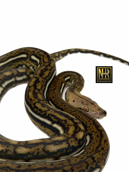 Aztec Tiger 50% Kayuadi Poss Het Mocha/white Reticulated Python by ...