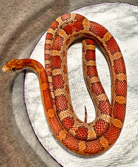 2020 Normal Male With Hets Corn Snake by Evergreen Exotics