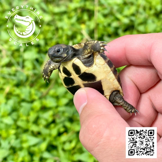 INCREDIBLE Baby Hermann's Tortoises by Everything Scales LLC