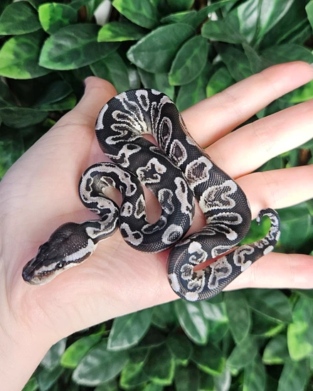 GHI Axanthic Double Het Desert Ghost Clown Ball Python by Eve's ...