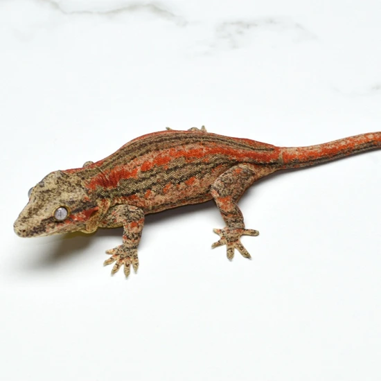 Red Stripe Female Gargoyle Gecko by Evolver Reptiles