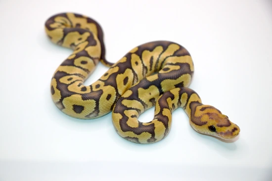 Hypo DG Clown Ball Python by Always Evolving Pythons