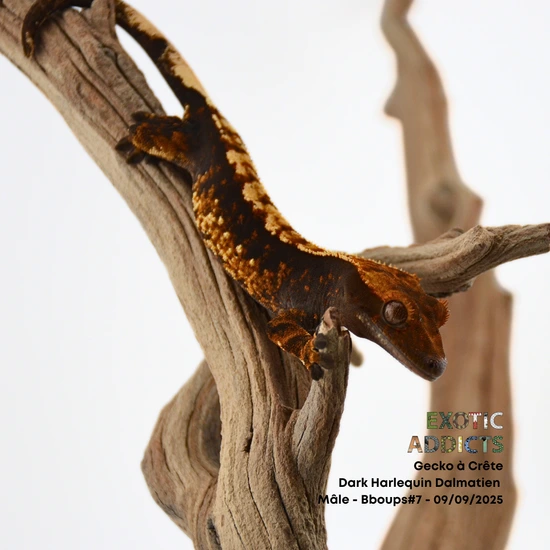 Dark Harlequin Dalmatien Crested Gecko by Exotic Addicts