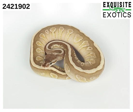 BOGO 60% OFF! Soul Sucker DH Desert Ghost Ultramel Ball Python by ...
