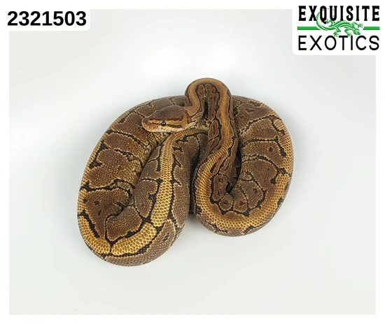 BOGO 60% OFF! Pinstripe Het Ultramel Ball Python by Exquisite Exotics LLC