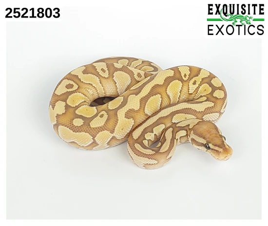 BOGO 60% OFF! Banana Lesser DH Toffee Clown Ball Python by Exquisite ...