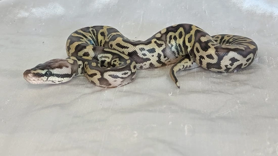 Pastel Leopard Yellowbelly Ball Python by Fahrenheit's Tempting Serpents