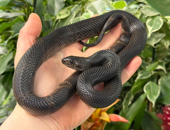 Black Pine Snake (Pituophis Melanoleucas Lodingi) by Fathom Reptiles ...