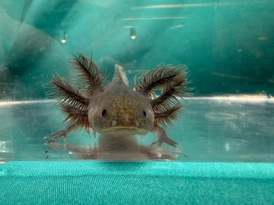 Galaxy (3"+ Melanoid Juvenile) Axolotl by Frazier Creek Axolotls