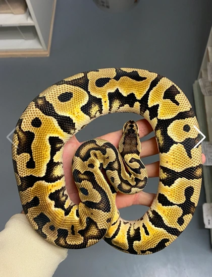 Pastel Puzzle Ball Python by FG PYTHON