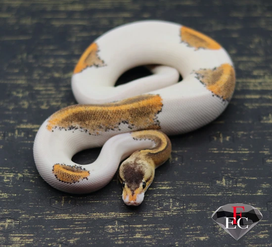 Super Wookie OD YB Pastel Pied Pos Acid Ball Python by FLAWLESS