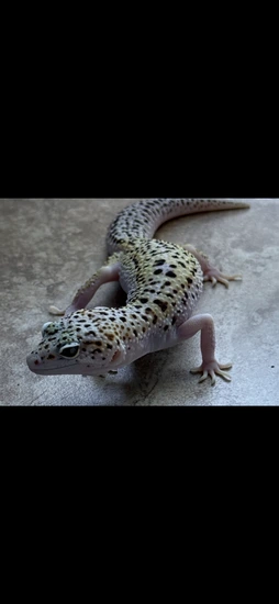 White And Yellow Mack Snow Eclipse Leopard Gecko by Foggy Mountain Exotics