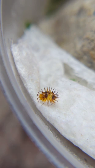 6ct Lauroela Sp. Durian Spiky Isopod by Full Circle Biotopes