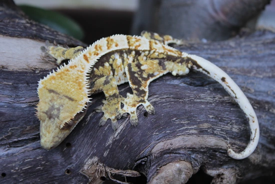 Tricolor Snowflake Crested Gecko by East Bay Geckos