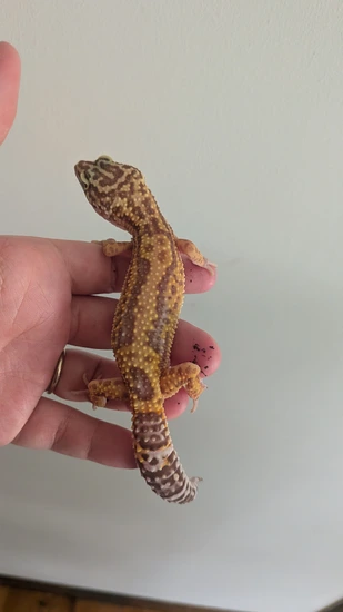 Female Tremper/Aptor Cross Leopard Gecko by Gecko Oasis Earthworks LLC