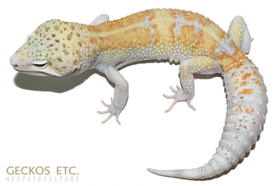 Tangerine Eclipse Non-Het Leopard Gecko by Geckos Etc. Herpetoculture