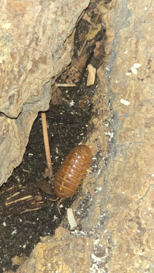 10+ Armadillidium Vulgare Sunset Isopod by Genetic Fusion