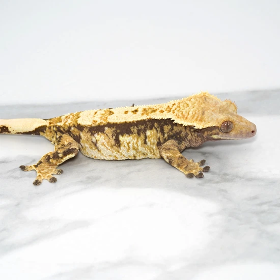 Sandy - Tricolor Crested Gecko by Crestology Geckos