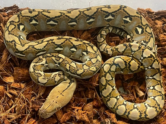 31.25% Jampea 25% Kalatoa Normal Ph Purple Albino OR Caramel Albino 66% ...