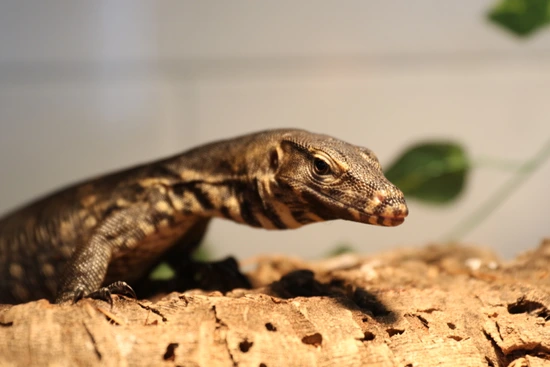 Chimera Asian Water Monitor by Golden Islands LLC