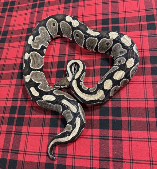 PROVEN: VPI Axanthic Het Genetic Stripe Ball Python by Gray Family Snakes