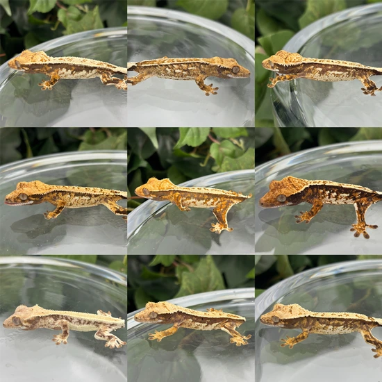 Wholesale Pack B (Exact 9 Hatchlings) Crested Gecko by Gui's Gecko
