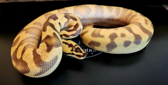 Super Enchi Leopard Firefly Ball Python by Foundation-Exotics