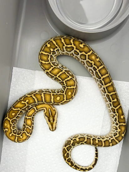 Hypo Burmese Python by Hagerstown Scales & Tails