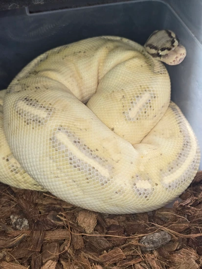 PROVEN Pastel Highway Ball Python by AJs Wicked Balls