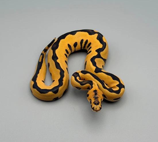 Leopard Desert Ghost Clown Ball Python by SNS Reptiles, LLC
