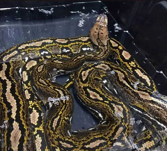 Wild Caught Aztec Borneo Locality Reticulated Python by Haze Retics ...
