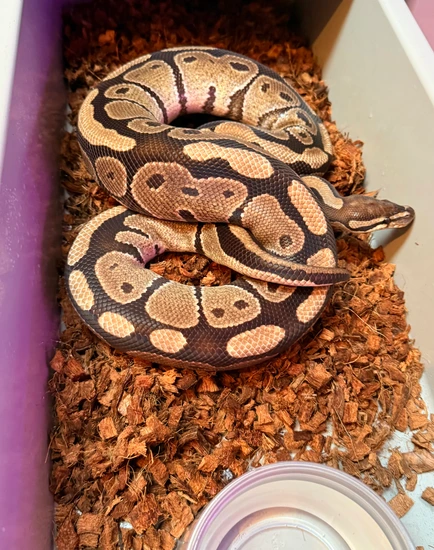 0.2 VPI Axanthic Puzzle Project Ball Python by AK Reptiles