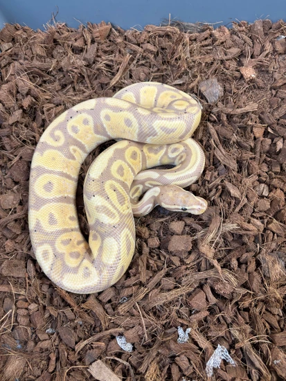 Banana 100% Het Albino 100% Het Pied Ball Python by Helios Herpetology