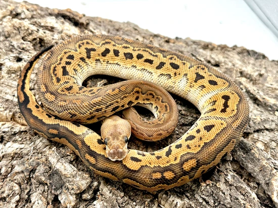 Clown Black Pastel Redstripe (Carnage)nanny Hra Ball Python by Herps ...