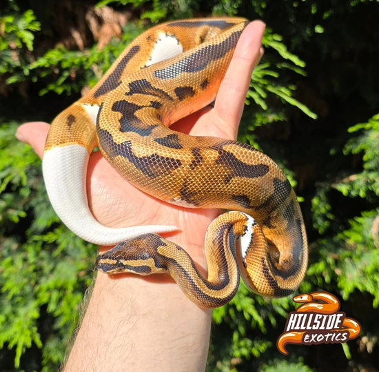 Pied 100% Het Lavender Albino / Dreamsicle Ball Python by Hillside Exotics