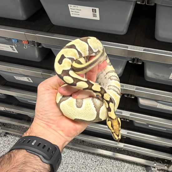 Enchi DG Dbl Het Clown G-Stripe Ball Python by CRUX Reptiles LLC