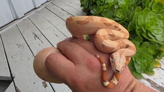 VPI Sunglow 100% Het Anery Boa Constrictor by Boa Town