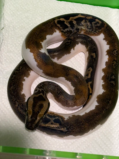 Pied Burmese Python by Hot Herps