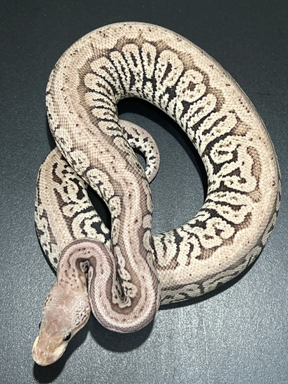 Super Spotnose Black Pewter Yellowbelly Het Clown Ball Python by Hub ...