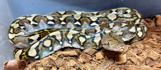Granite Back Het Anthrax Anery 25% Jampea 2022-508F Reticulated Python ...