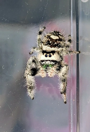 Beryl - GRAVID Adult Female Apalachicola Regal Jumping Spider 🤍 High ...
