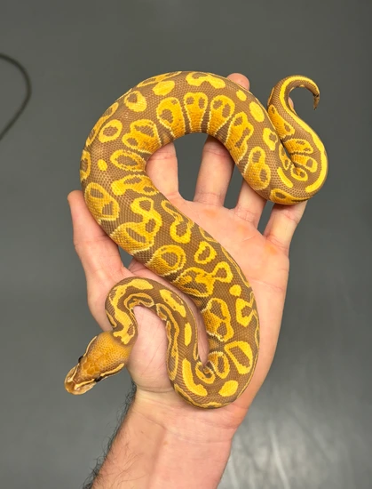 Hurricane Ultramel Desert Ghost Ball Python by MySnake_EU