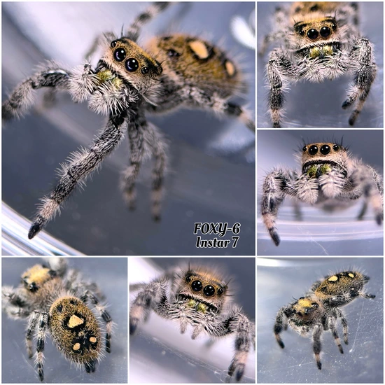 FOXY-6 - I7 Female Regal Jumping Spider - Phidippus Regius by Chonky Spoods