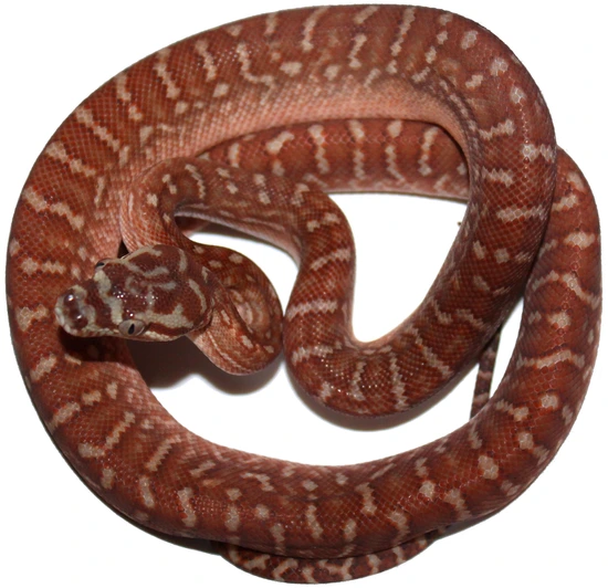 Male Full Blood Hypomelanistic Stonewashed Bredls Python Centralian ...