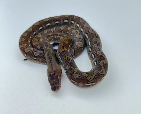 Het Anery 65.625% Kalatoa/12.5%Jampea Reticulated Python by Island ...